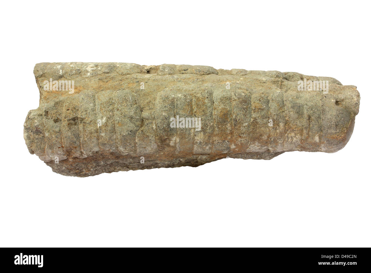 Ordovician fossil hi-res stock photography and images - Alamy