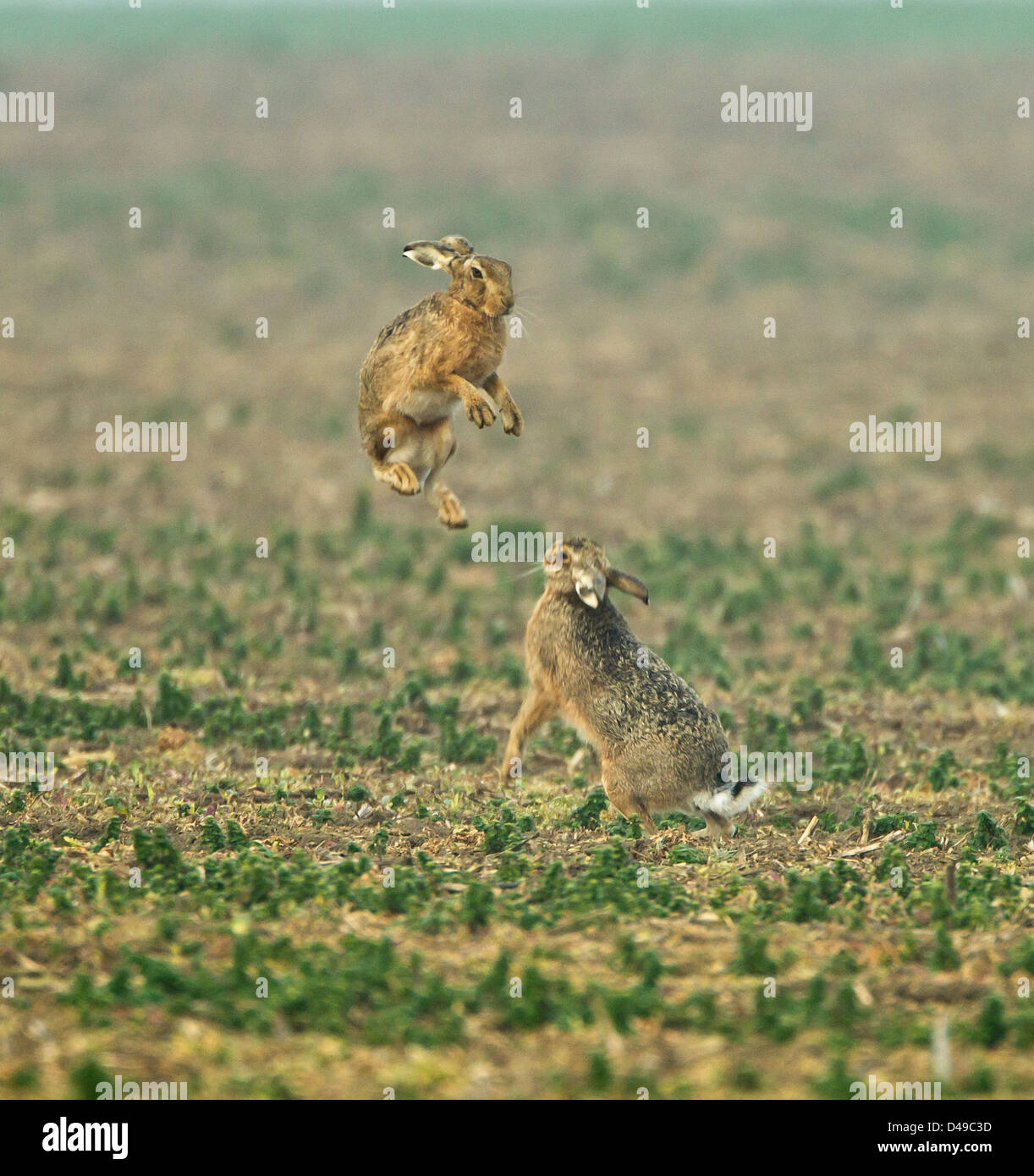 Spring Hare Leaping High Resolution Stock Photography and Images - Alamy