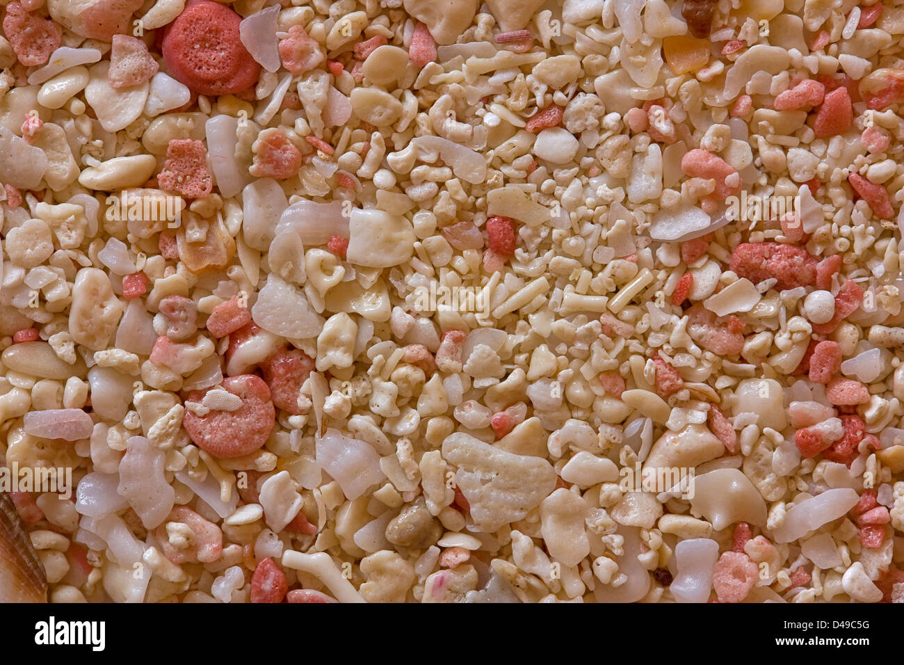 Homotrema hi-res stock photography and images - Alamy