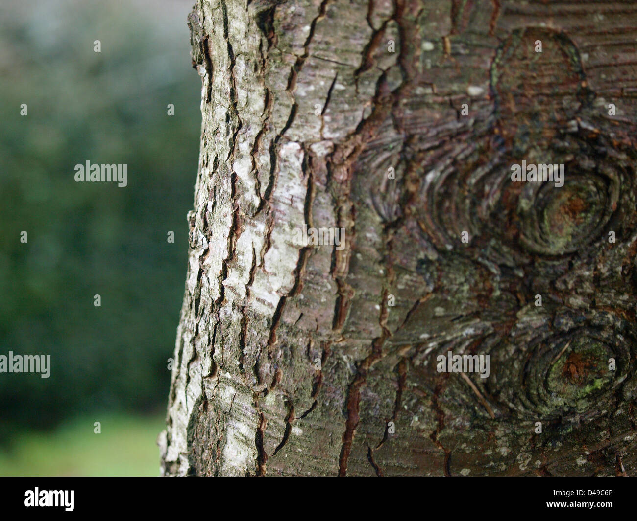 Close shot bark of tree Stock Photo - Alamy