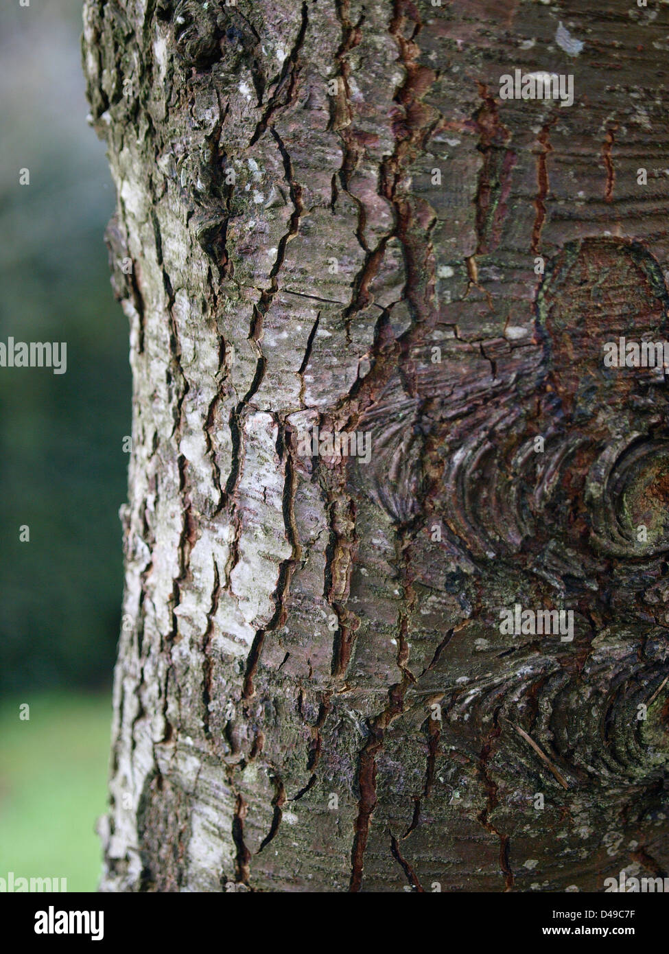 Close shot bark of tree Stock Photo - Alamy