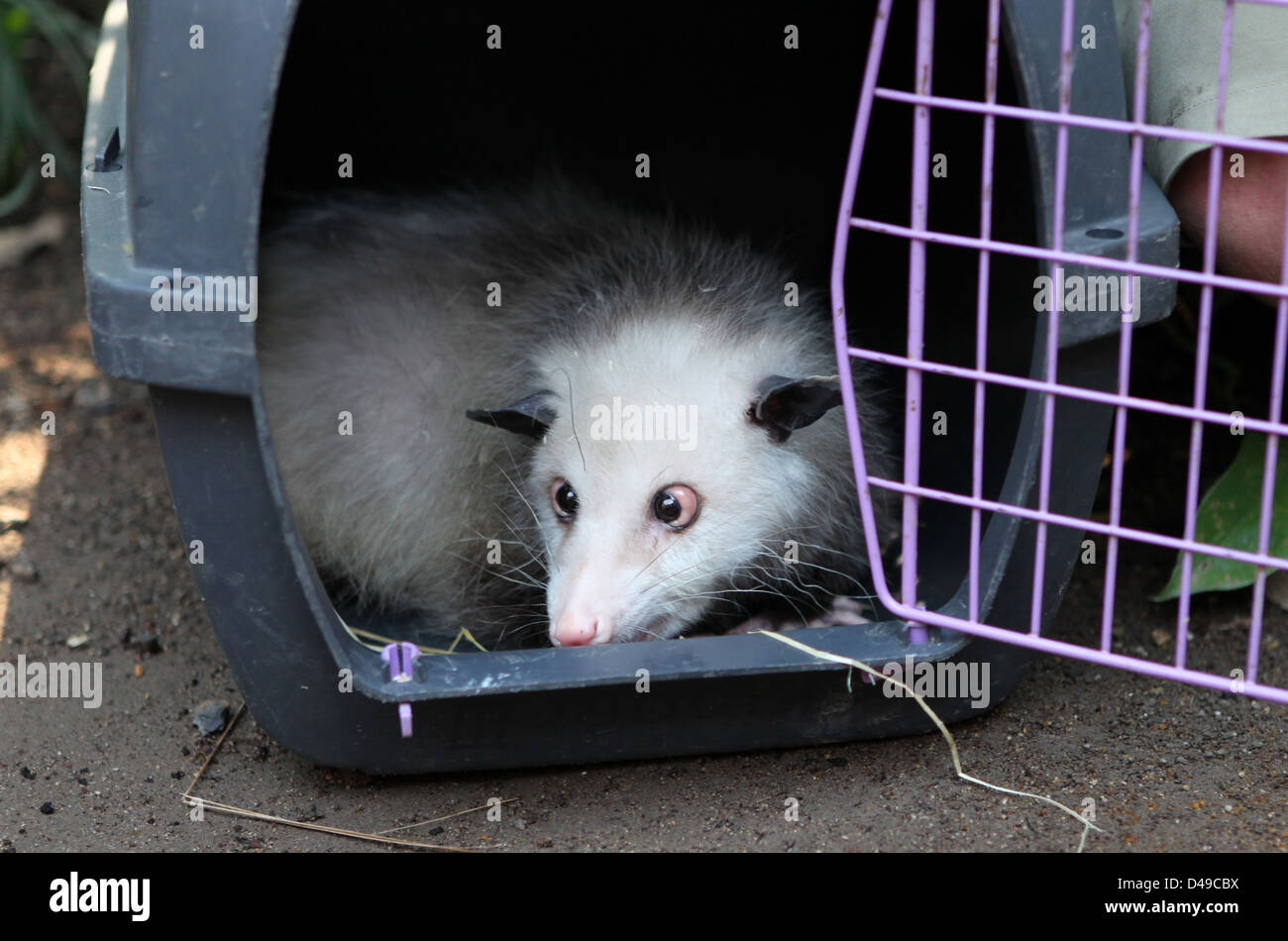Leipzig germany heidi cross eyed opossum hi-res stock photography and ...
