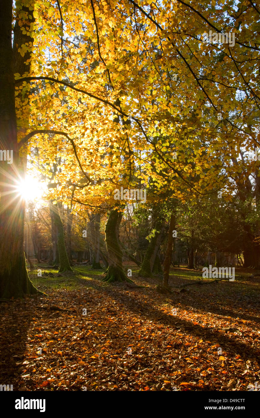 New Forest autumn woodland scene Stock Photo - Alamy