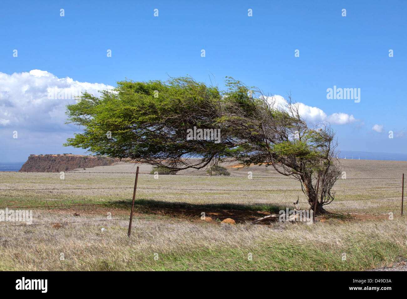 Wind blown tree hi-res stock photography and images - Alamy