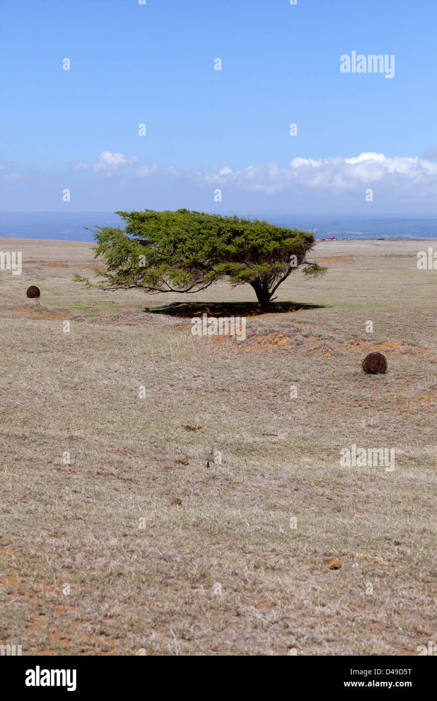 Wind blown tree hi-res stock photography and images - Alamy