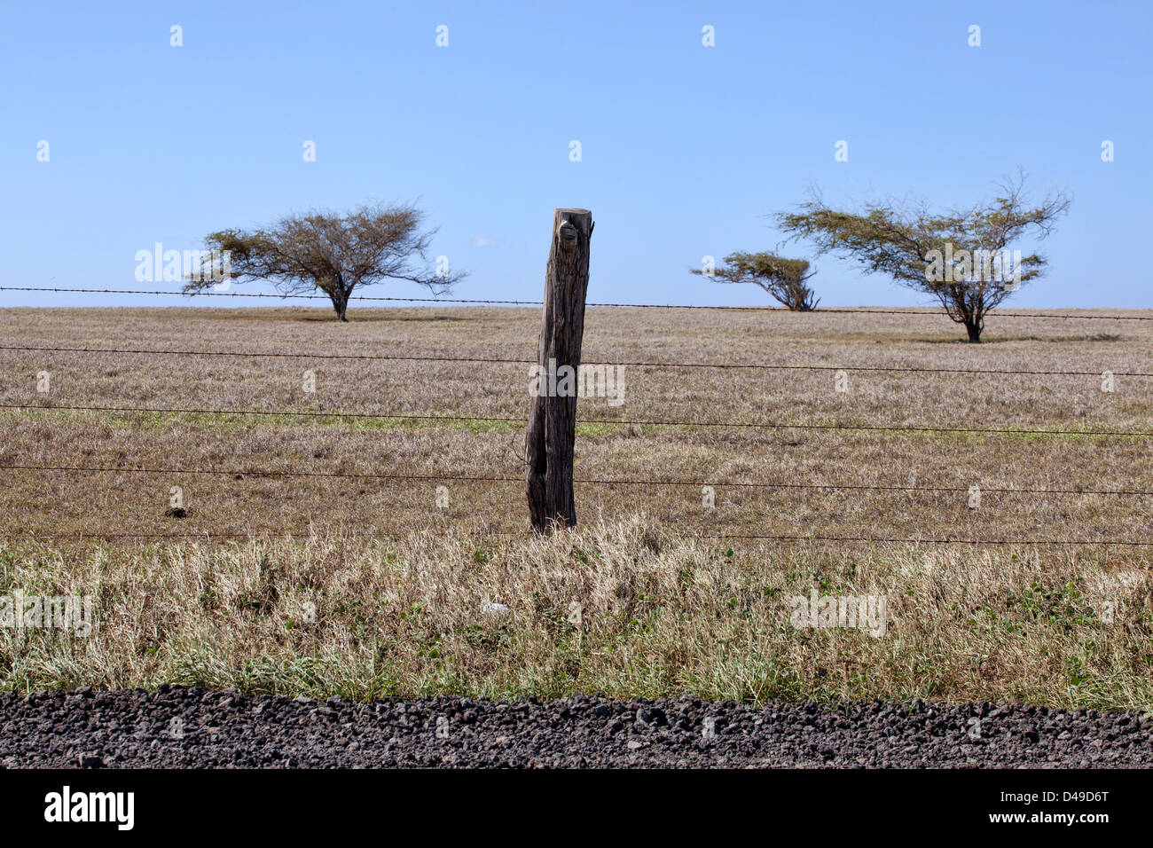 A barbed wire fence with some wind blown trees in the background at ...