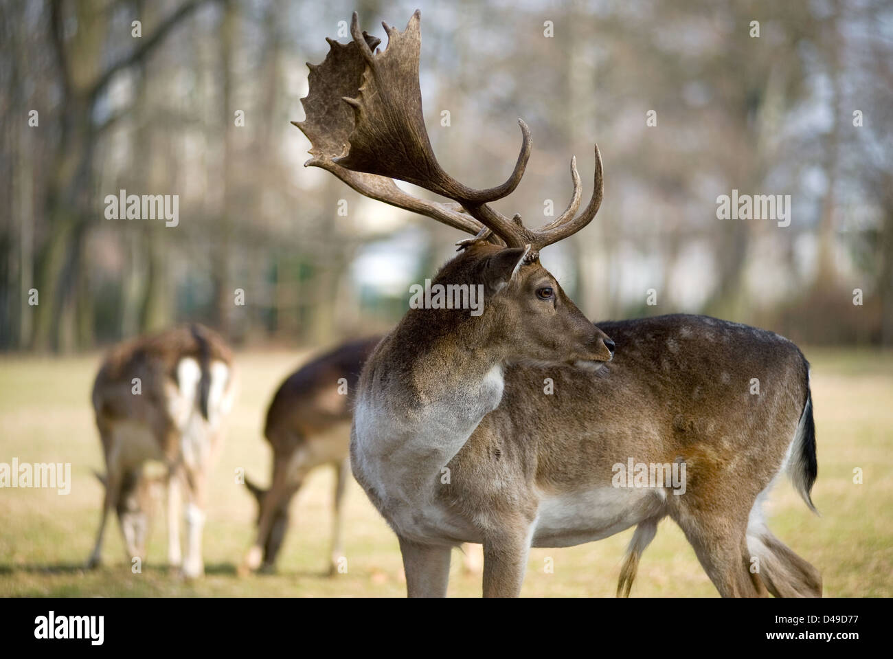 Berlin, Germany, deer in the community park Tiergehehe Lankwitz Stock ...