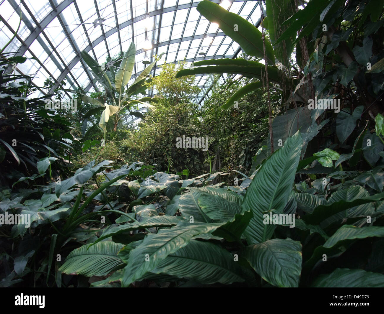 Tropical plants greenhouse inside hi-res stock photography and images ...