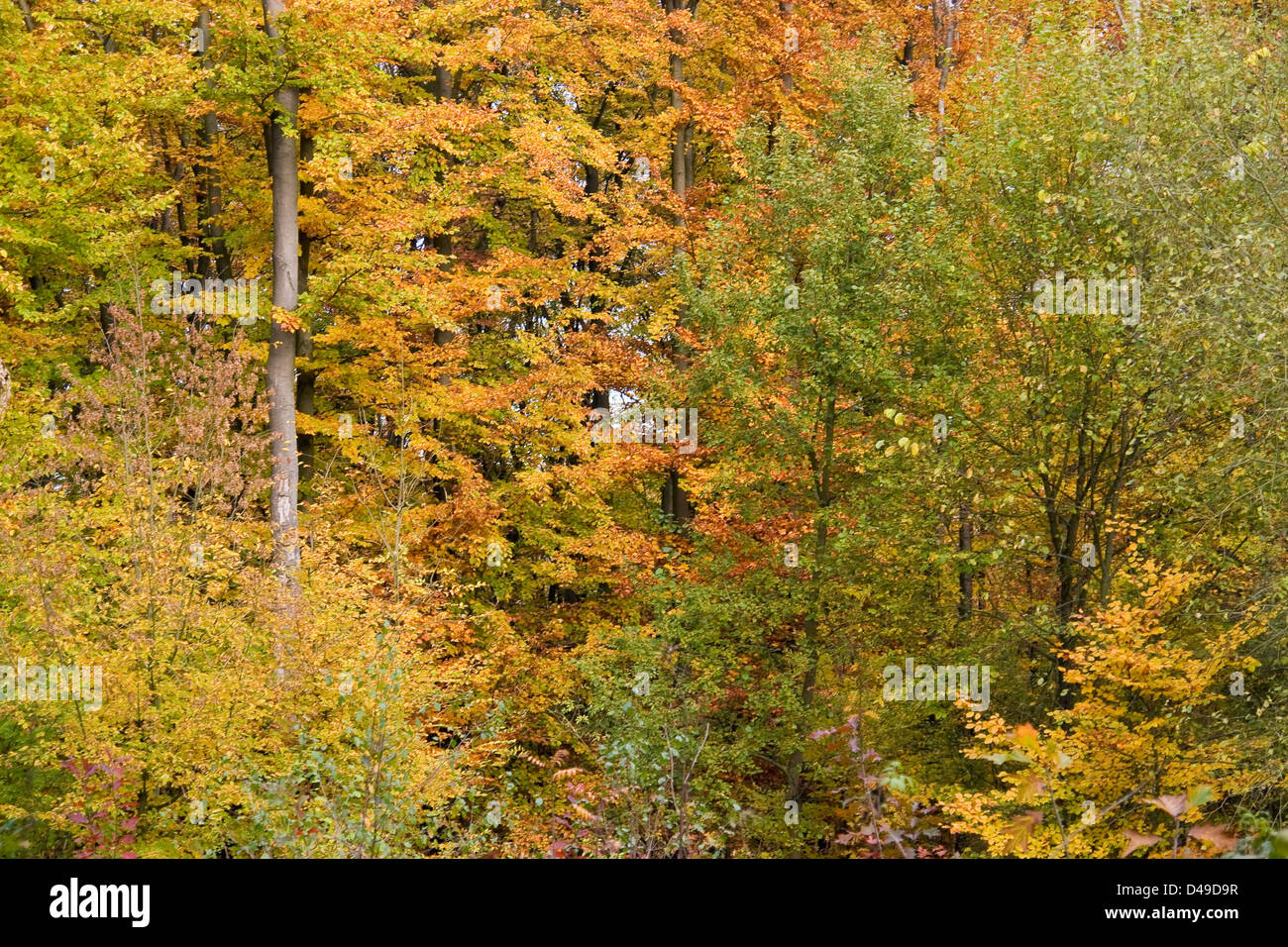 Shrubby plants hi-res stock photography and images - Alamy