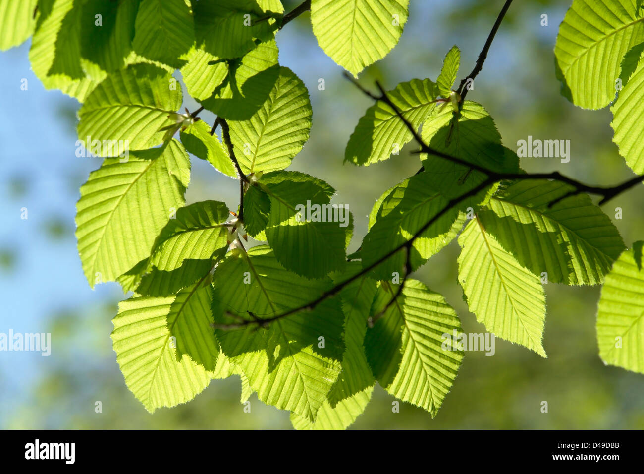 fresh green leaves and sunlight at spring time Stock Photo - Alamy
