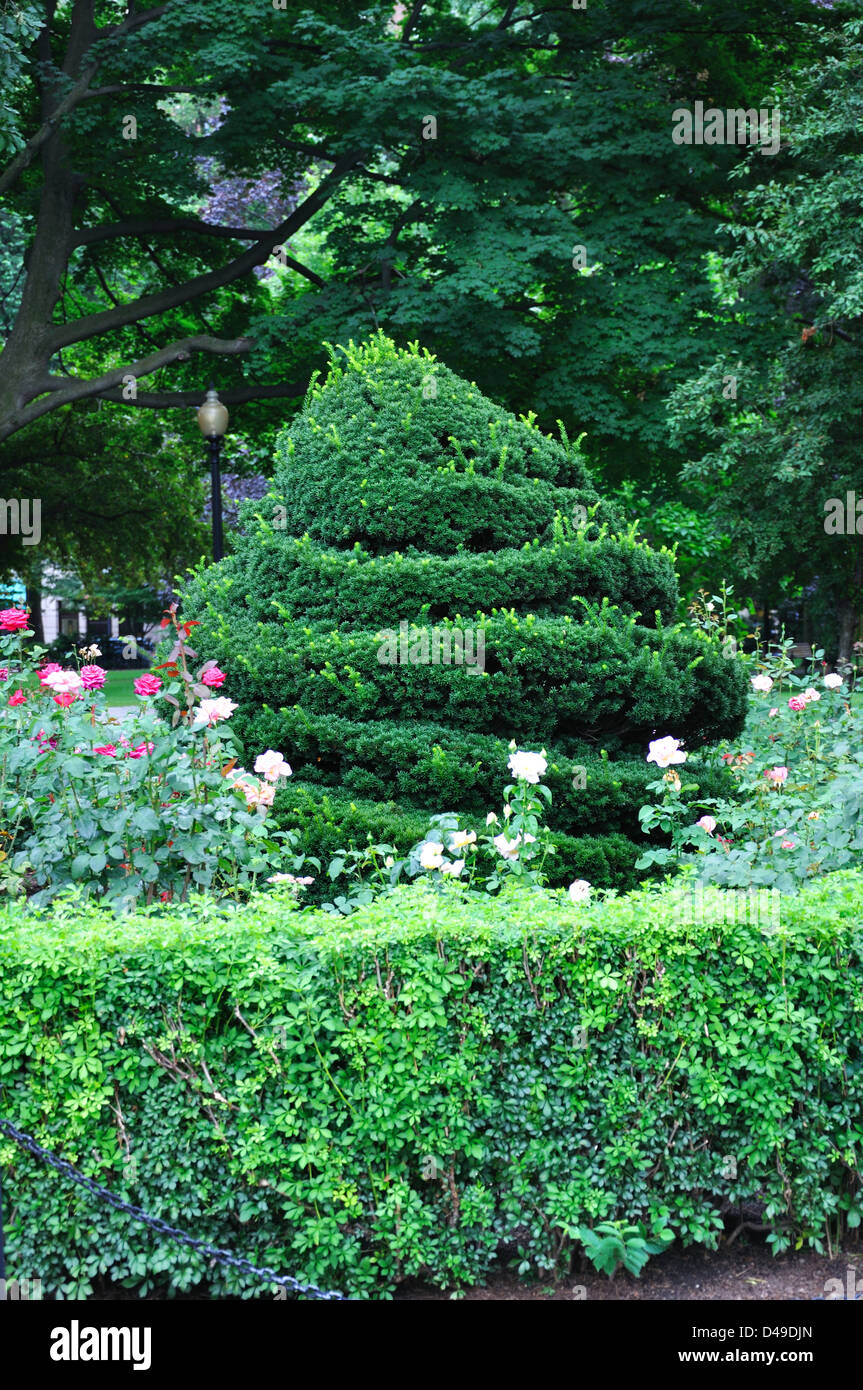 Common garden shrubs hi-res stock photography and images - Alamy