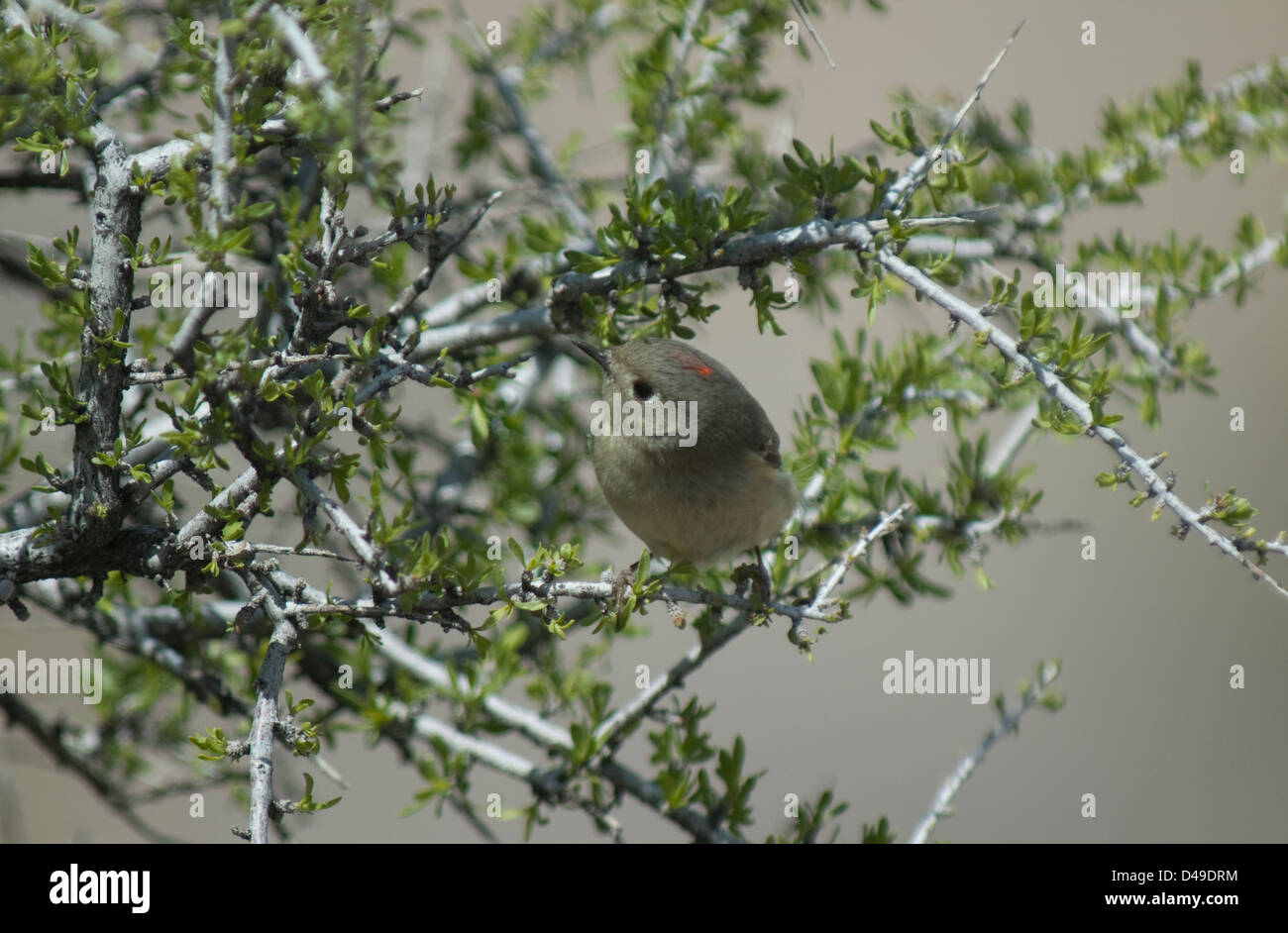 Ruby-crowned Kinglet (Regulus calendula) at Red Rock, Nevada Stock ...
