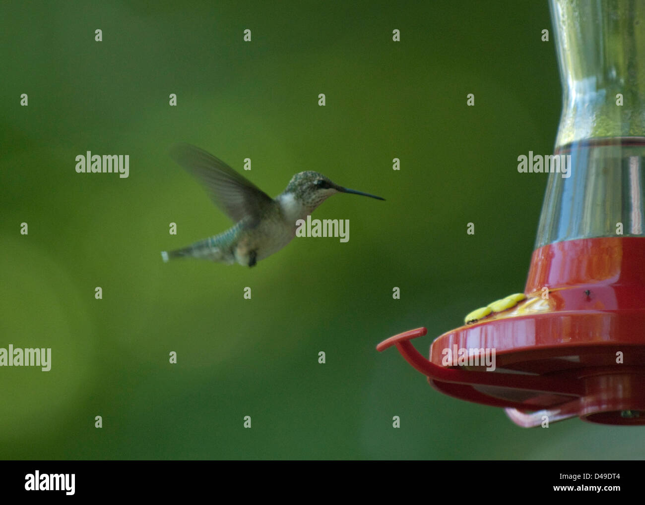 female Ruby-throated Hummingbird (Archilochus colubris) at a feeder in ...