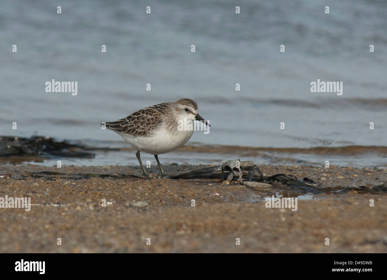 juvenile Semi-palmated Sandpiper (Calidris pusilla) at Cape Cod ...