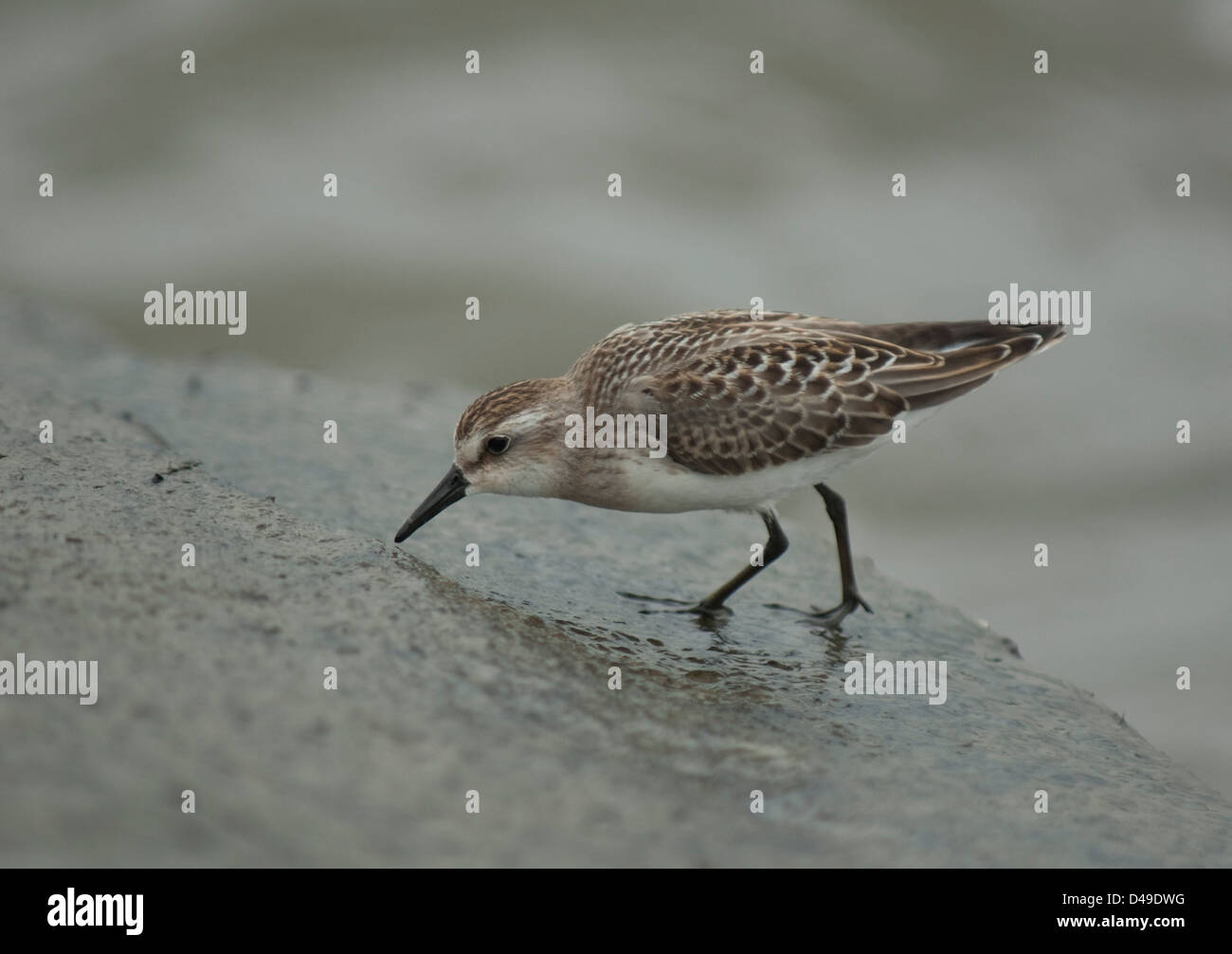 juvenile Semi-palmated Sandpiper (Calidris pusilla) at Cape May, New ...