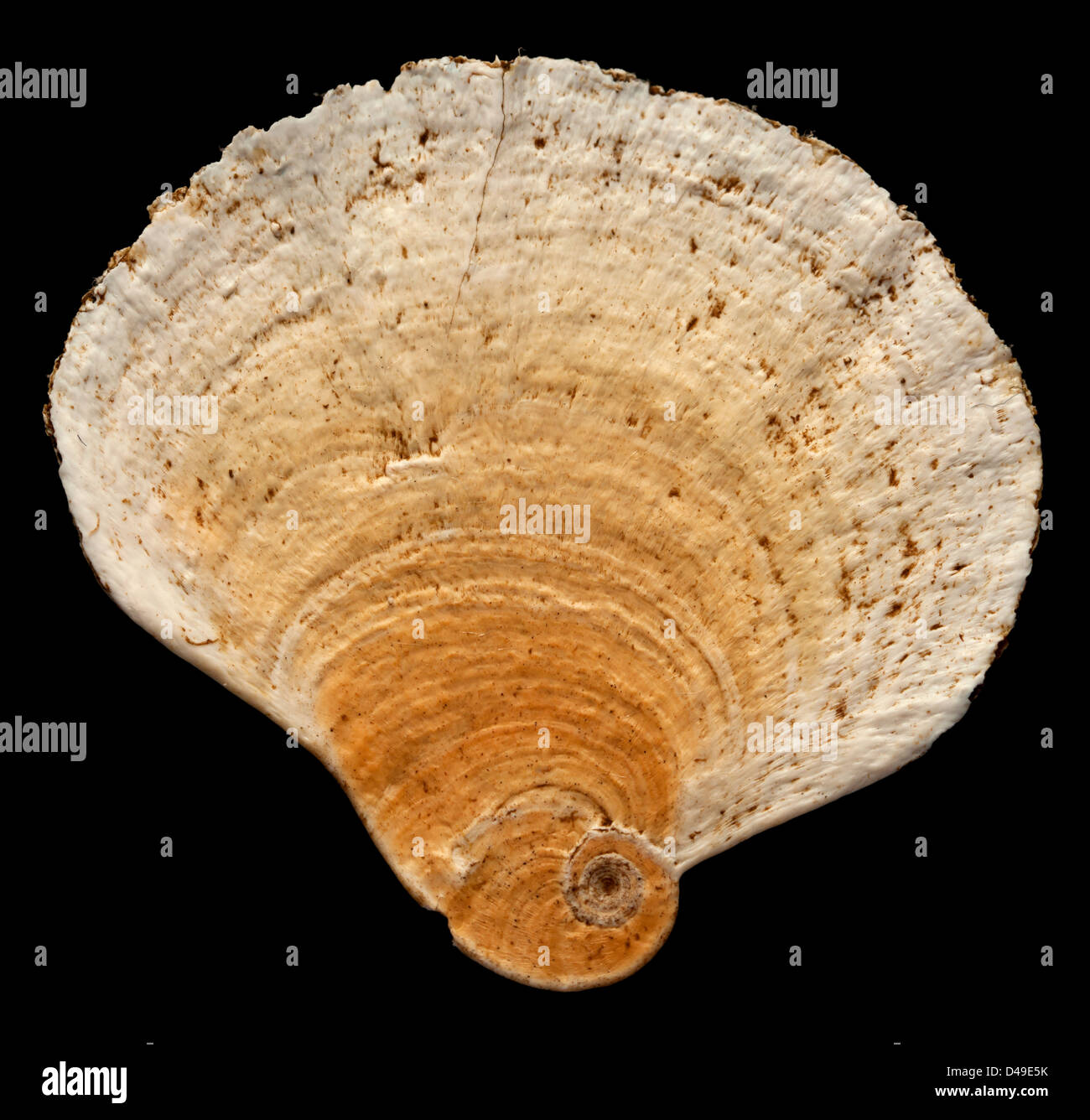 Sea shell of simple organisms Rhizopoda (Cornuspiroides striolatum ...