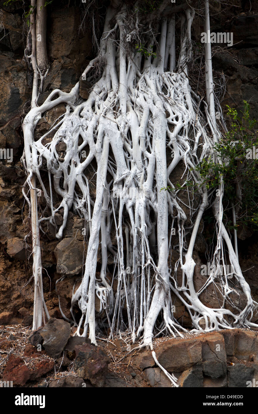 A complex formation of roots at The Big Island, USA Stock Photo - Alamy