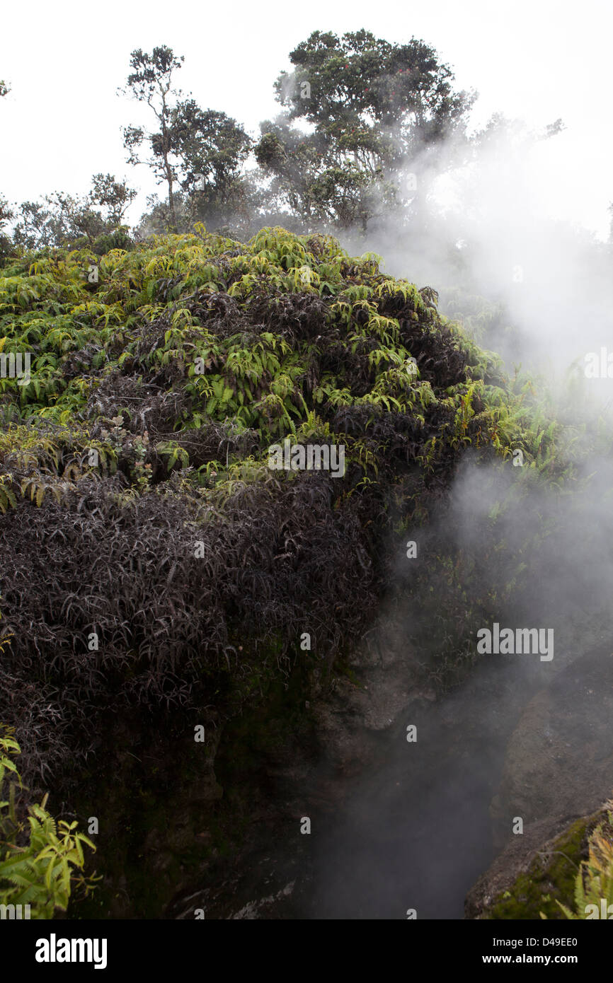 Big steam tree hi-res stock photography and images - Alamy