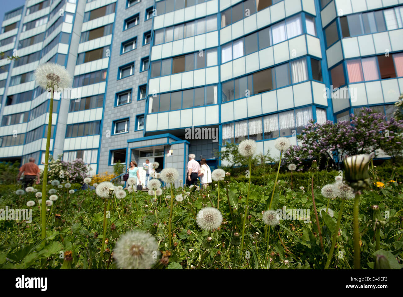 Berlin, Germany, meadow with dandelions in front of prefabricated ...