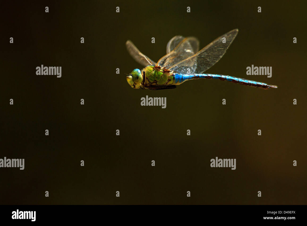 Dragonlfiy. Anax imperator in flight Stock Photo - Alamy