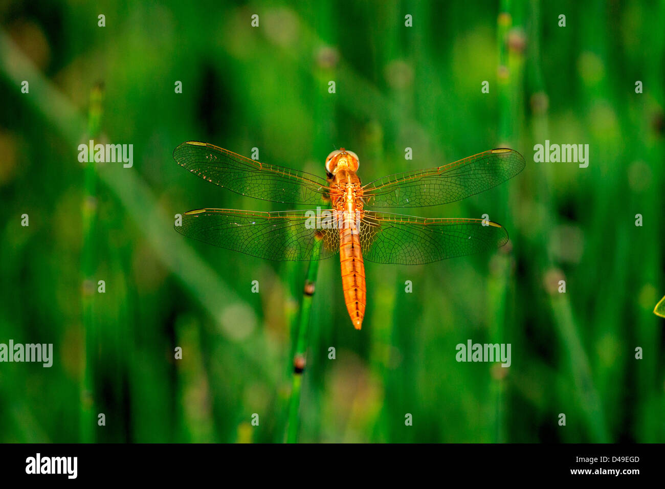 Golden Dragonfly. Crete Stock Photo - Alamy