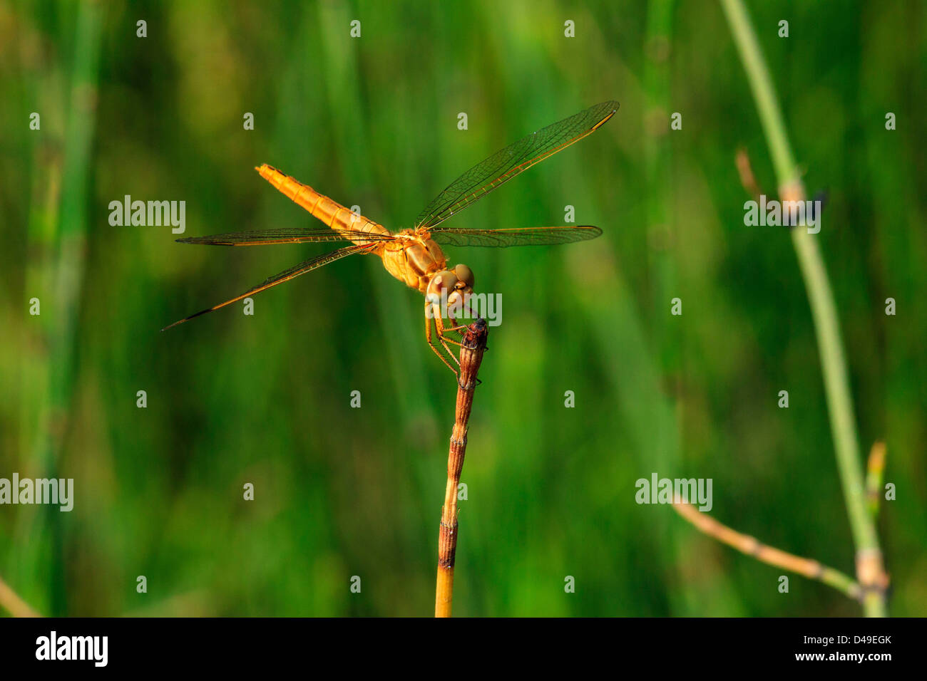 Mediterranean insects hi-res stock photography and images - Alamy