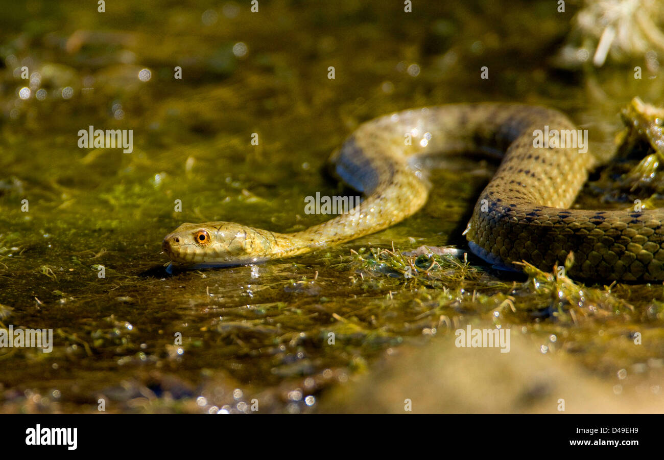 Dice snake (Natrix tessellata) hunting fish Stock Photo - Alamy