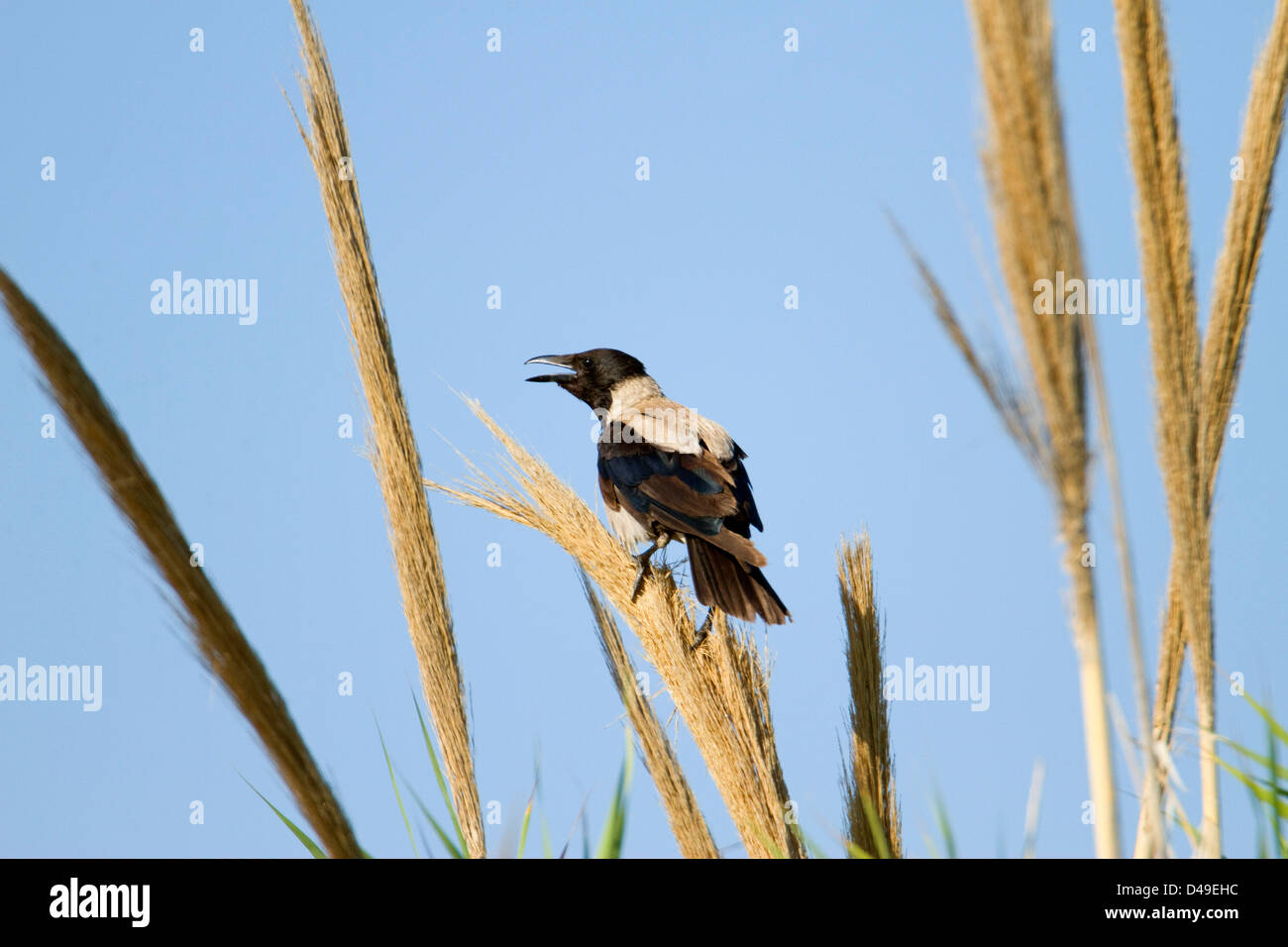 Hooded Crow. Corvus cornix calling. French: Corneille mantelée German ...