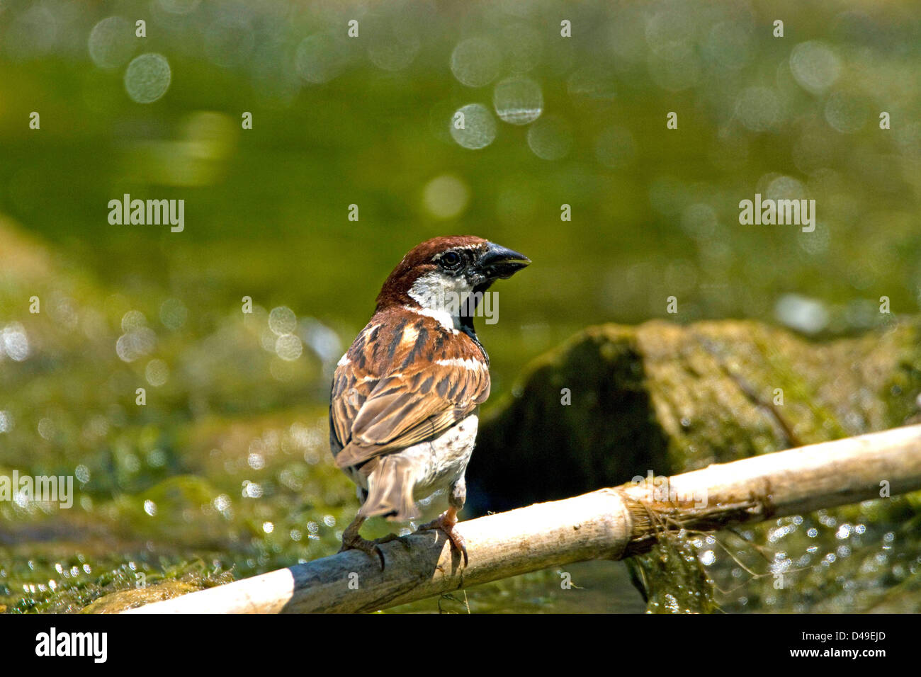 Italian Sparrow. (Passer italiae) drinking. French: Moineau cisalpin ...