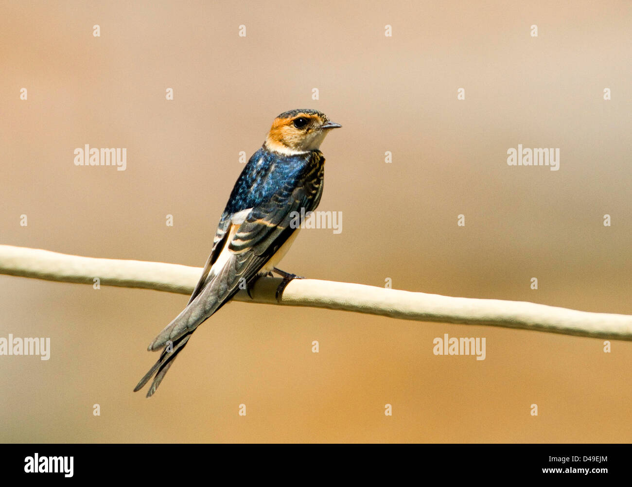Bird watching crete hi-res stock photography and images - Alamy