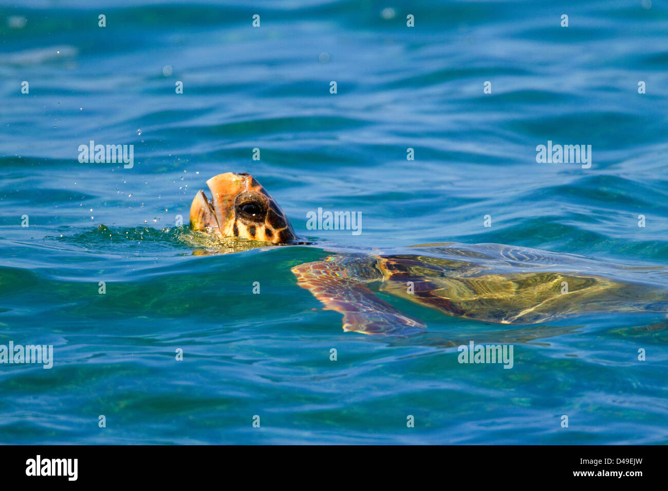 Loggerhead turtle. (Caretta caretta). SWIMMING ON THE SURFACE, TAKING ...