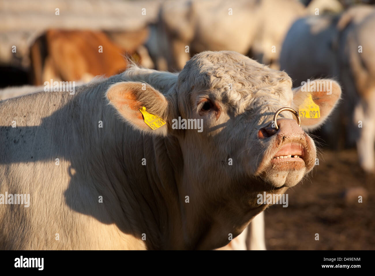 Bos taurus cattle teeth hi-res stock photography and images - Alamy