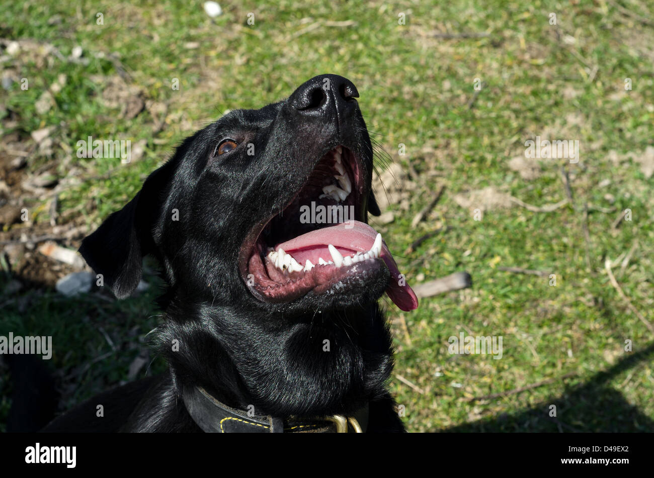 Lab Puppy Teeth