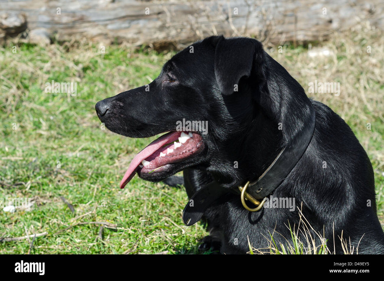 closeup of black labrador with mouth open Stock Photo - Alamy