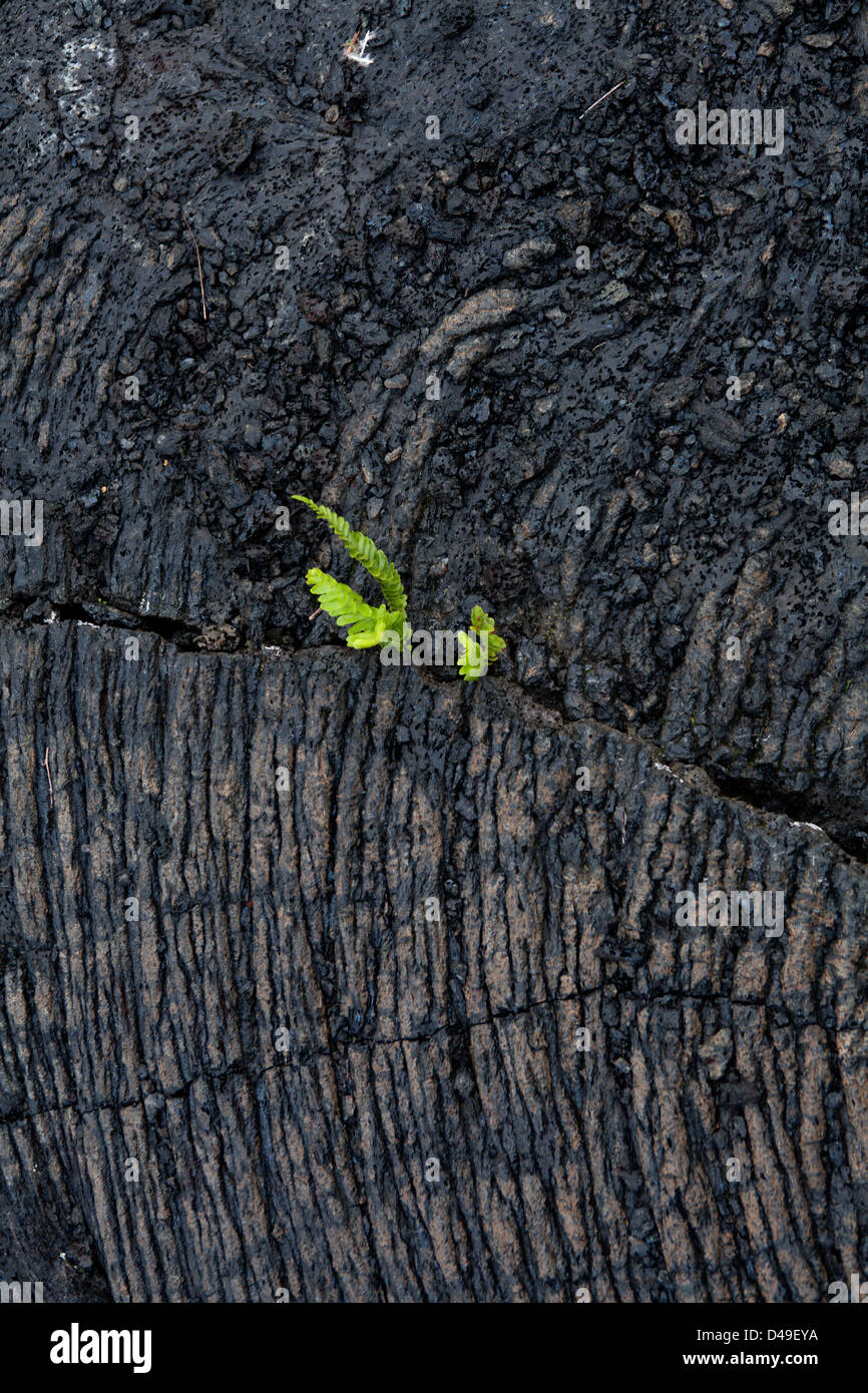 A lava formation at the Hawaii Volcanoes National Park, Big Island ...