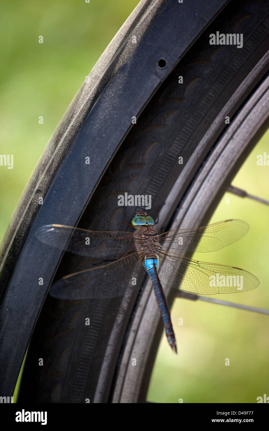 German dragonfly hi-res stock photography and images - Alamy