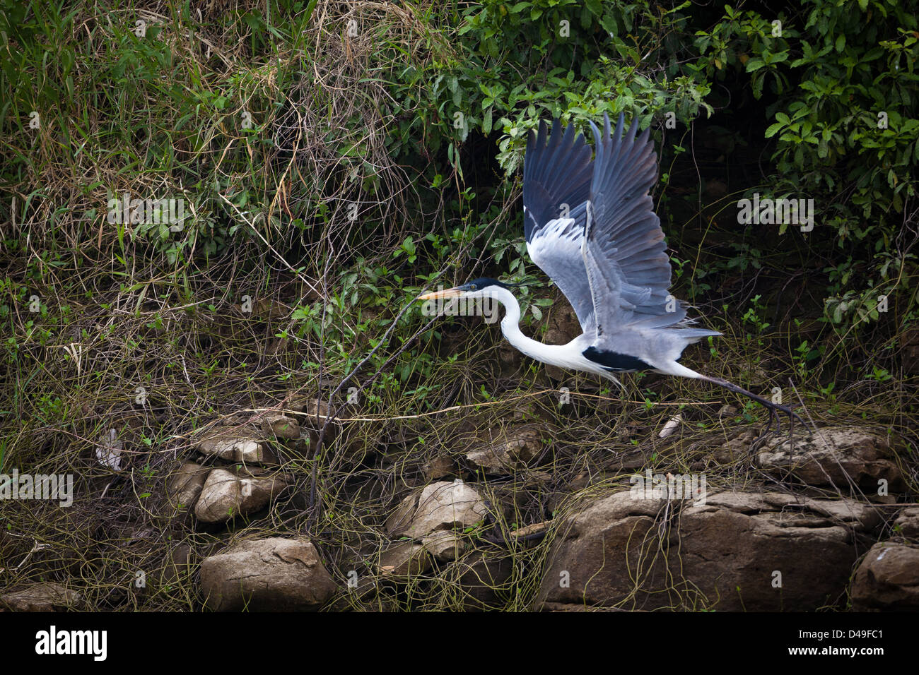 Lago bayano panama hi-res stock photography and images - Alamy