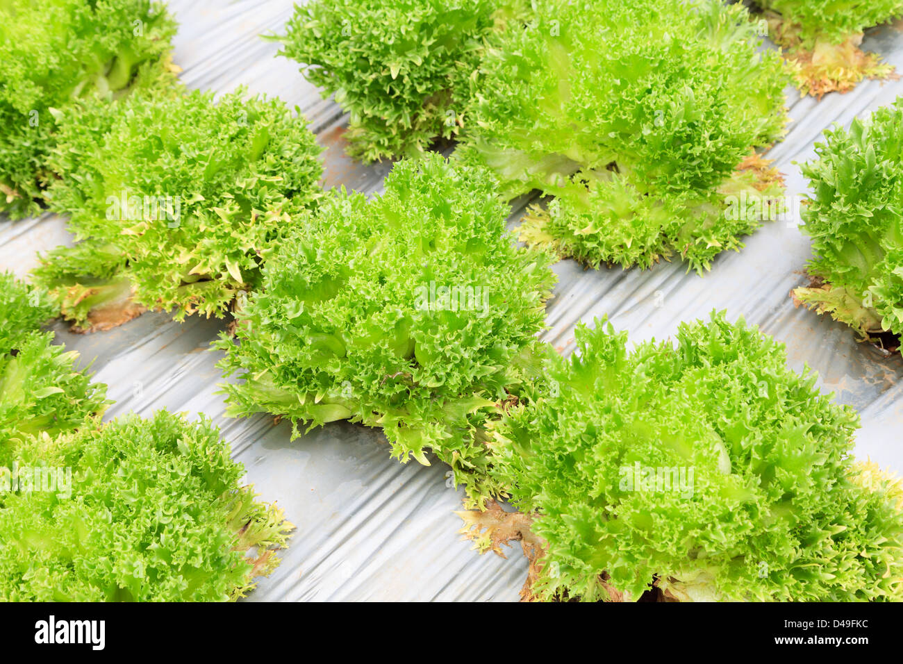 Plantation food hi-res stock photography and images - Alamy