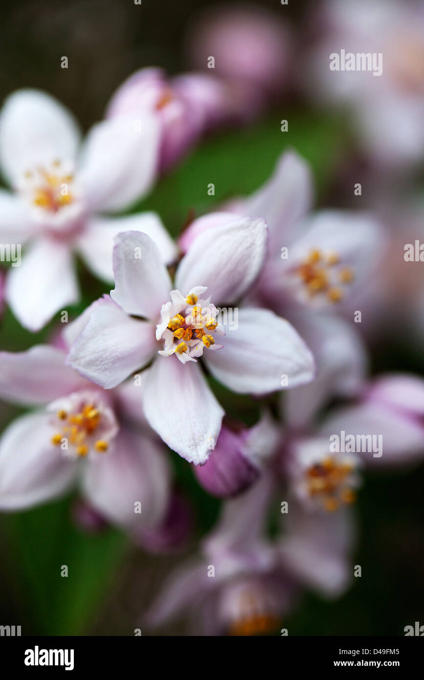 Deutzia flowers hi-res stock photography and images - Alamy