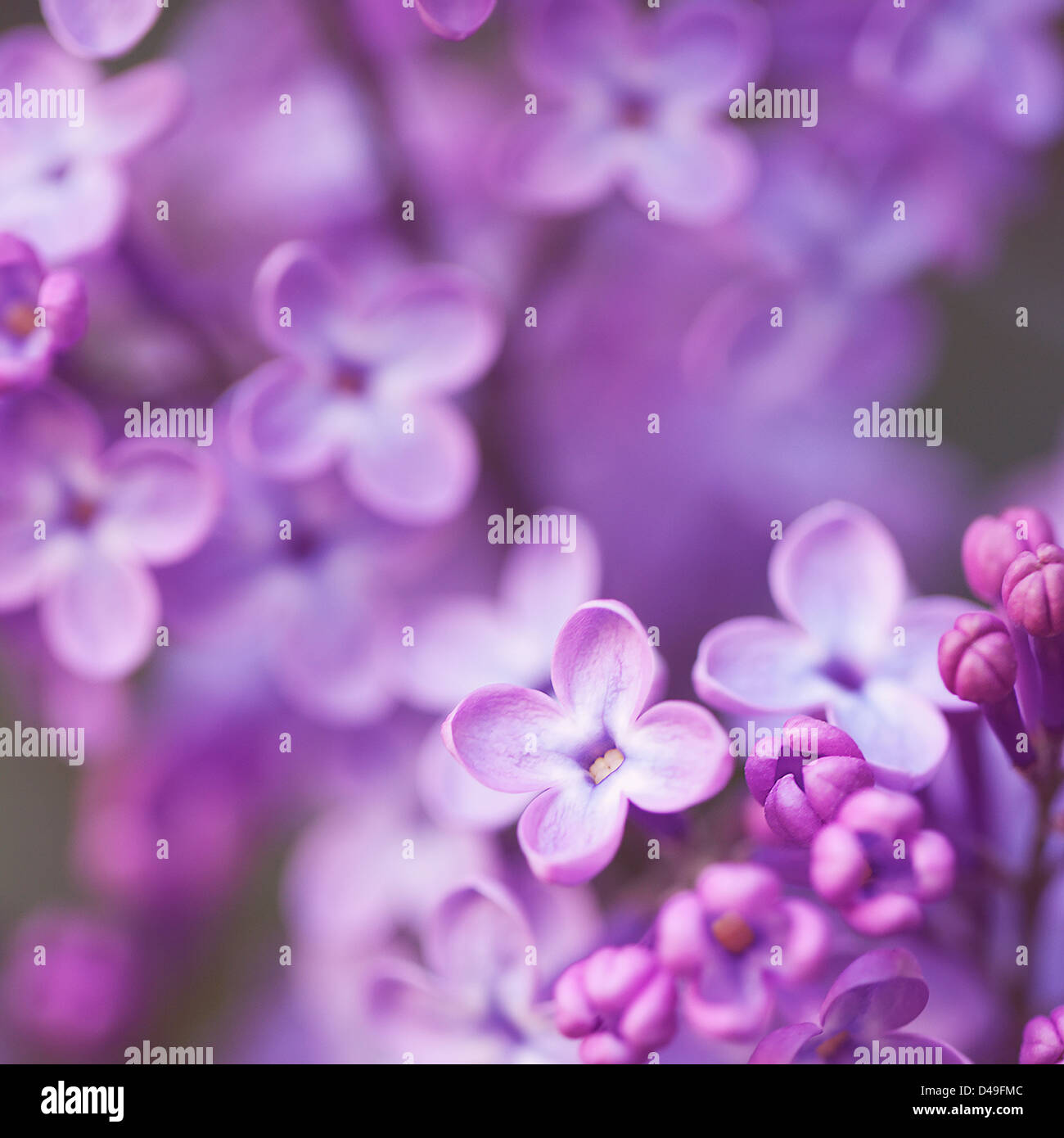 Flowering lilac (Syringa x hyacinthiflora Pocahontas Stock Photo - Alamy