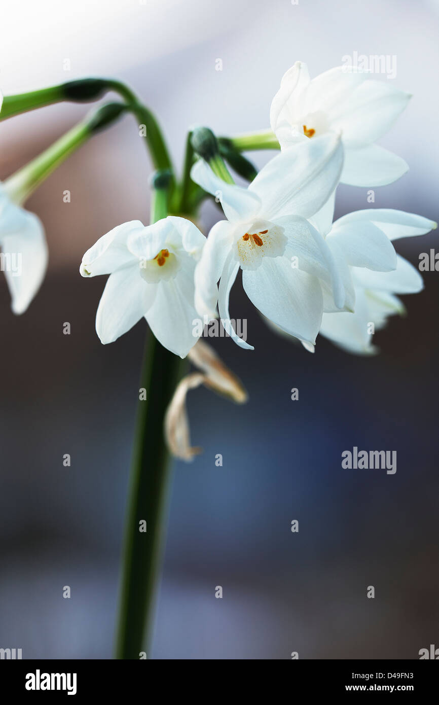 Paperwhite narcissus hi-res stock photography and images - Alamy