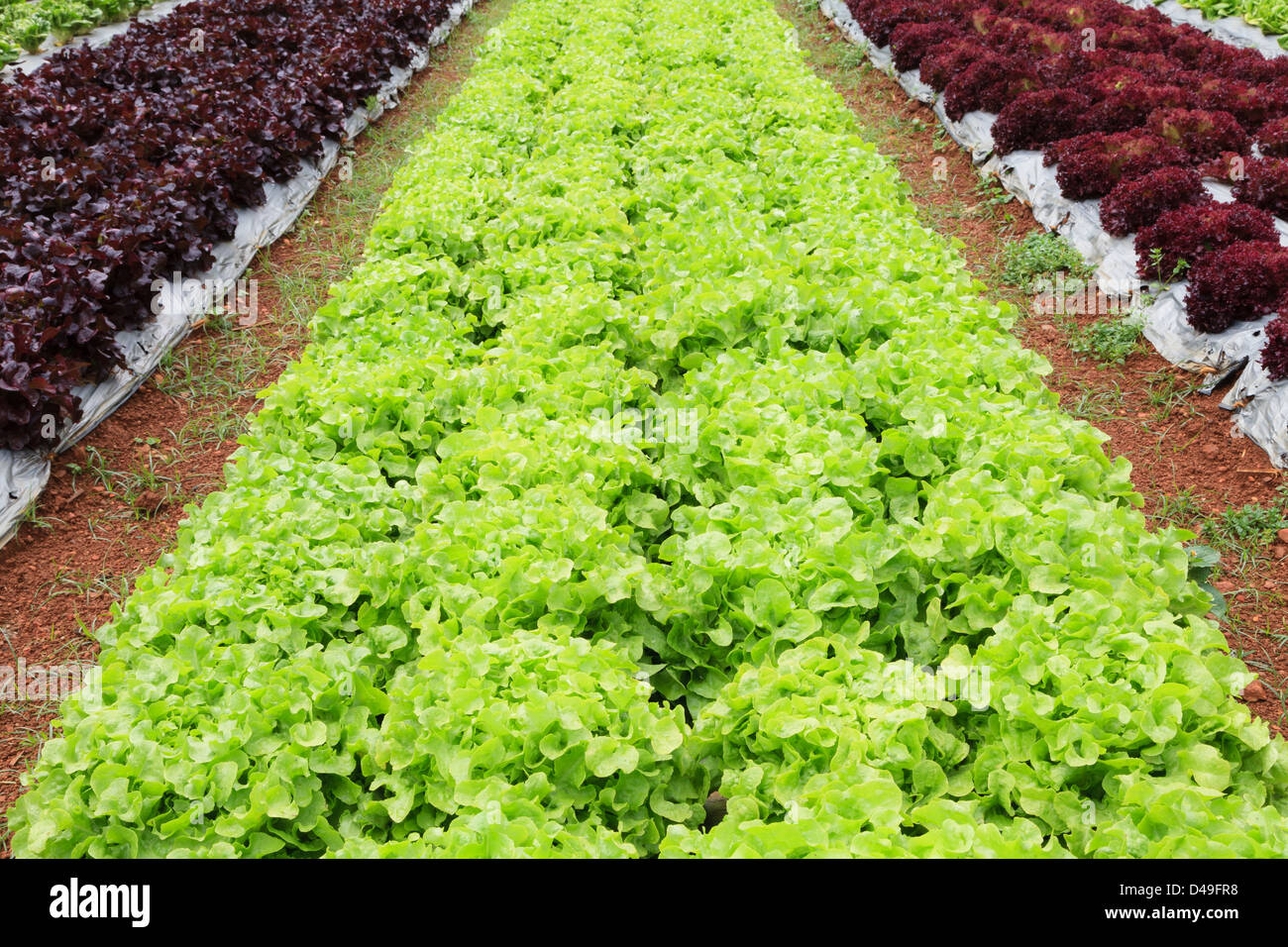 Plantation food hi-res stock photography and images - Alamy