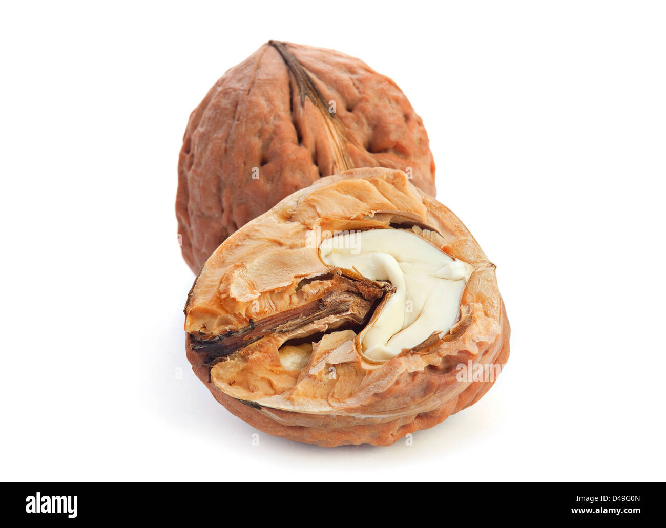 Giant walnut isolated on white Stock Photo - Alamy