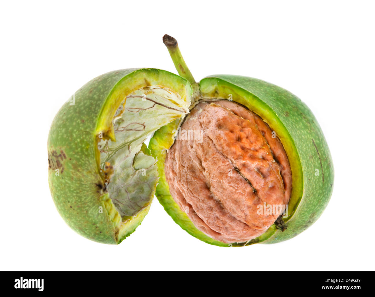 Giant walnut isolated on white Stock Photo - Alamy