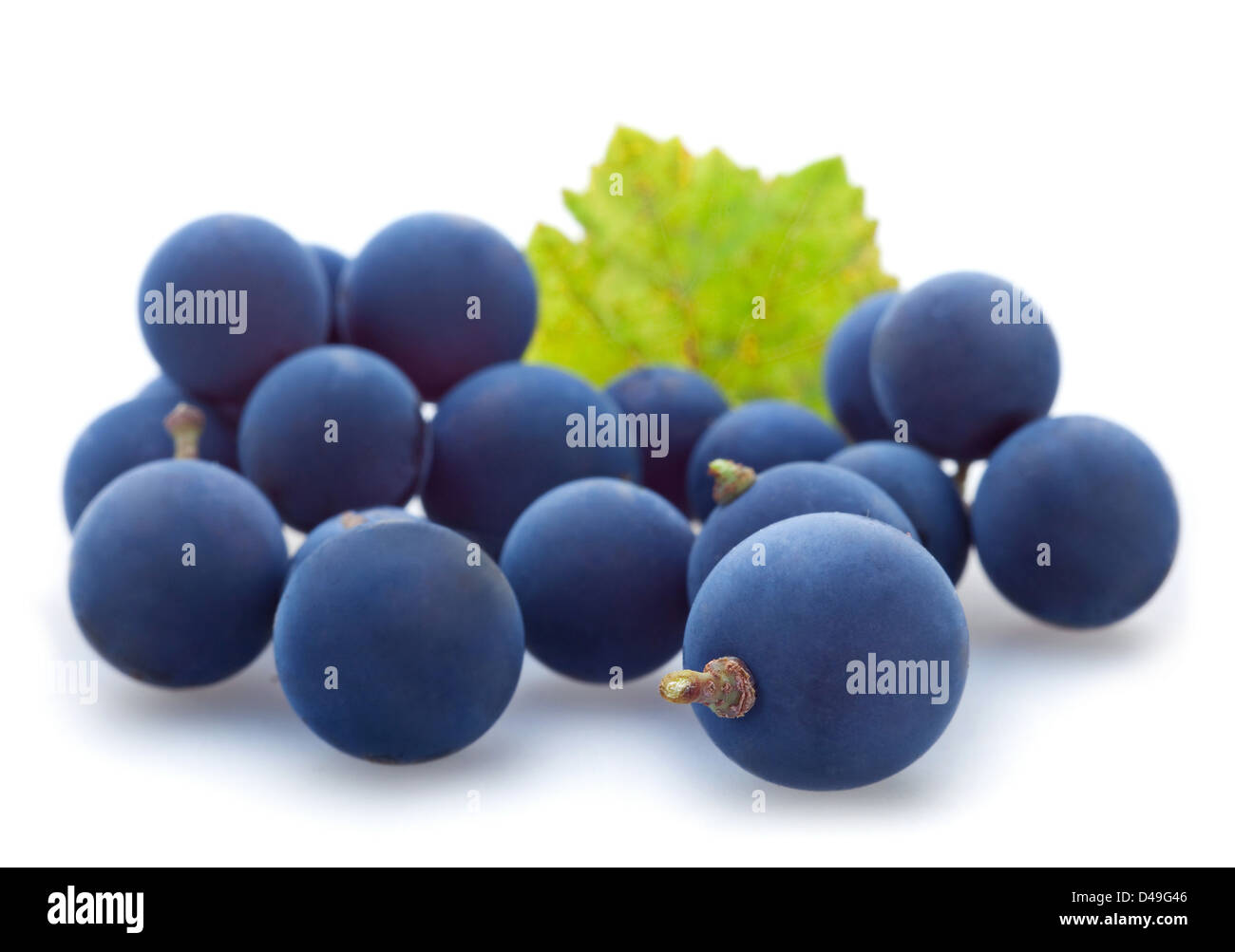 Grapes leave Cut Out Stock Images & Pictures - Alamy