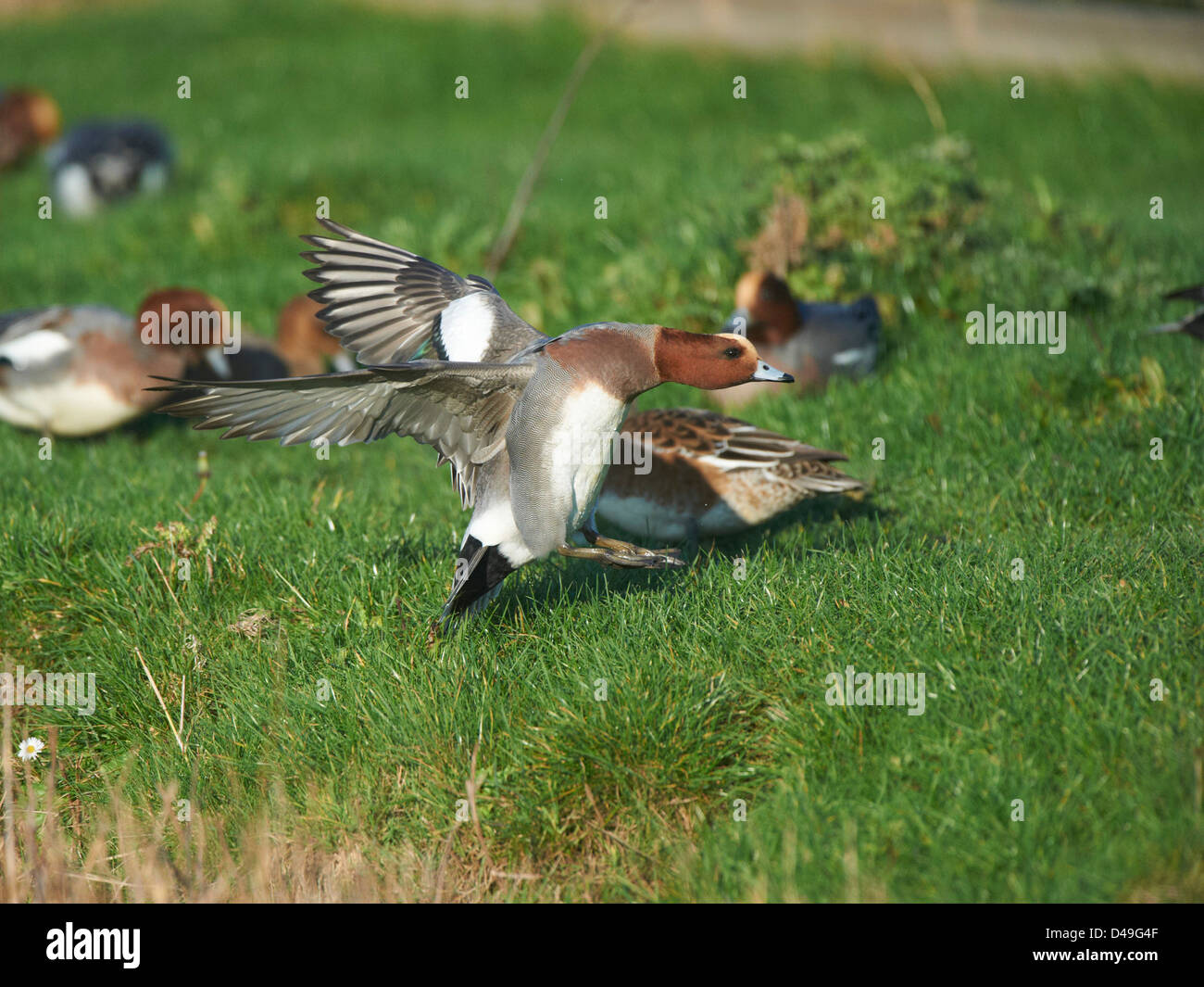 Wigeon in flight Stock Photo - Alamy