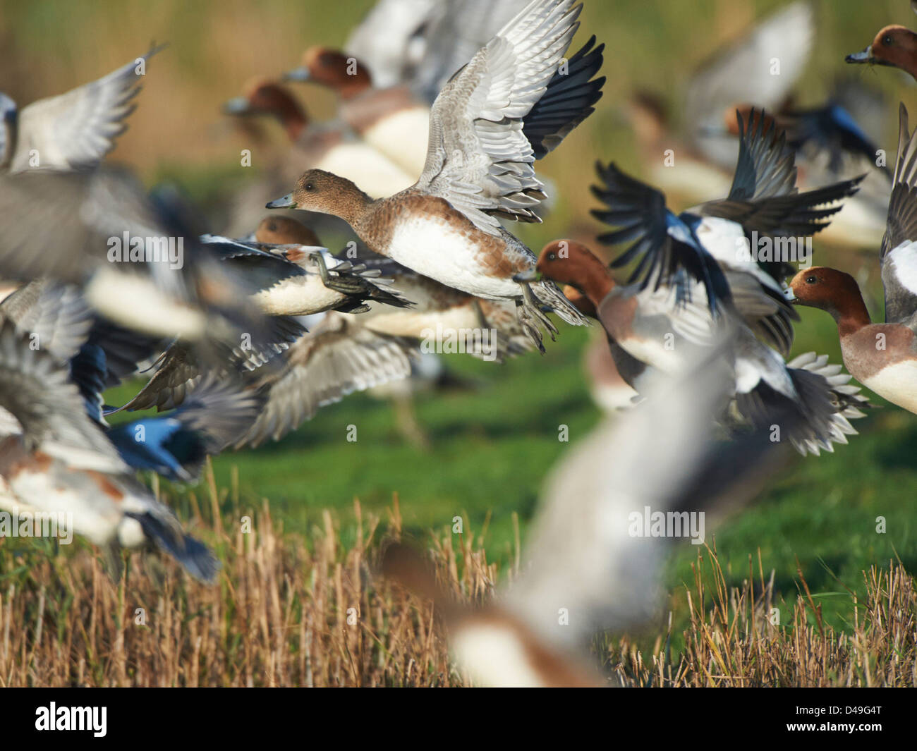 Wigeon in flight Stock Photo - Alamy