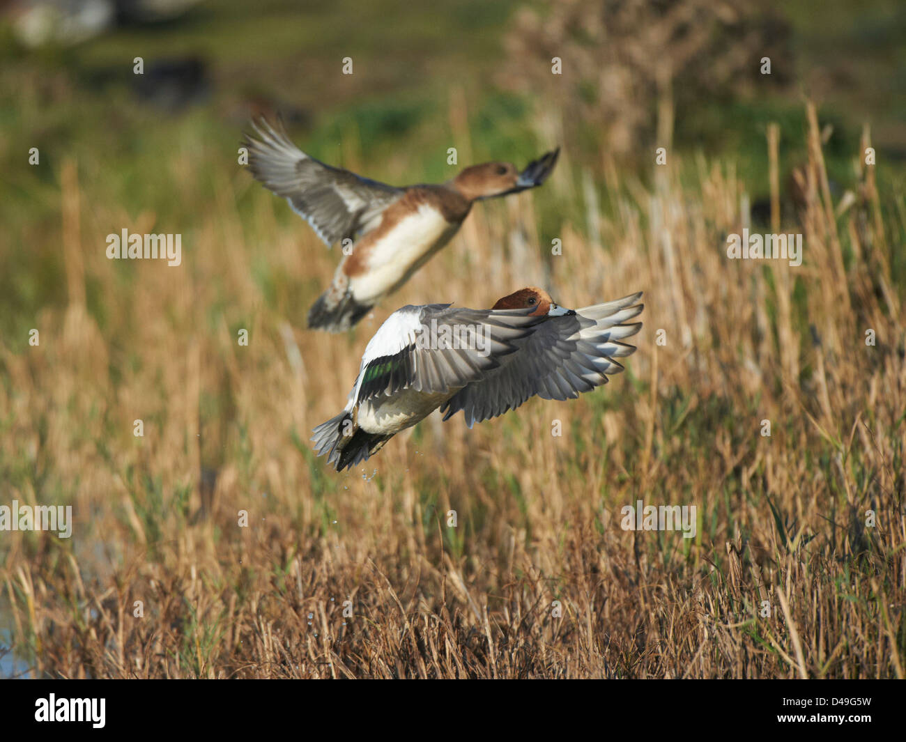 Wigeon in flight Stock Photo - Alamy