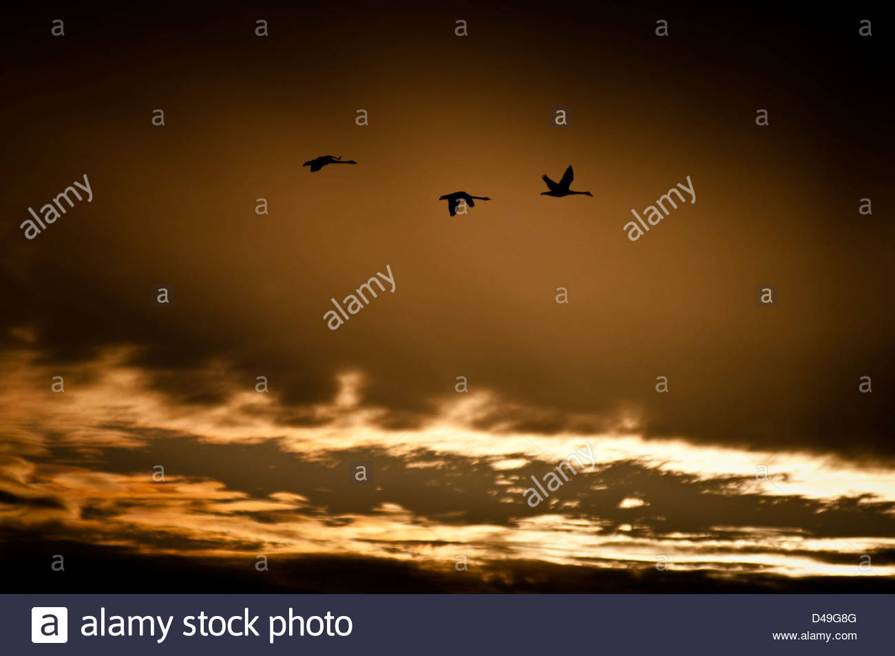 Geese Flying At Sunset High Resolution Stock Photography and Images - Alamy