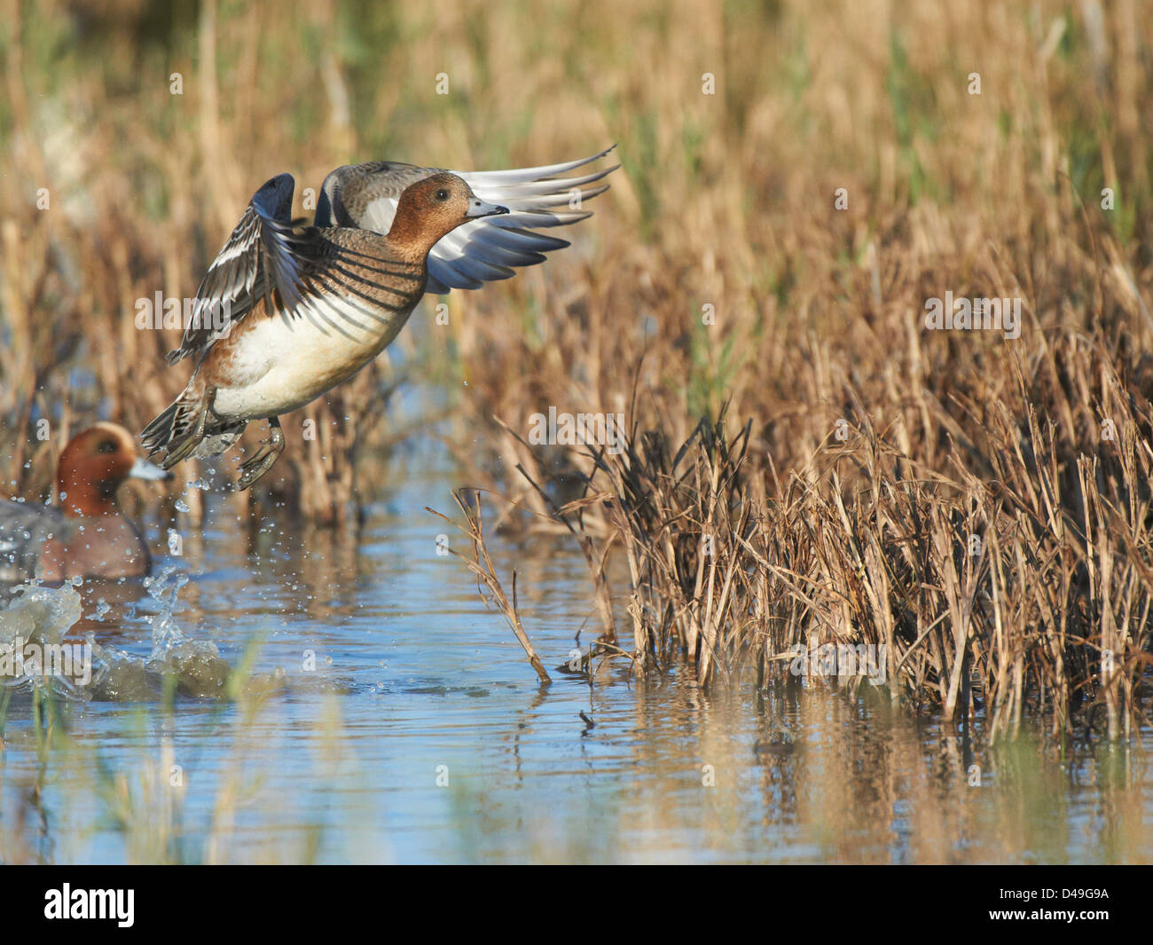 Wigeon in flight Stock Photo - Alamy